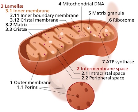 Analyzing the Movement of Pyruvate through Pyruvate Oxidation Practice ...