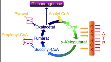 Interpreting a Figure of the Krebs Cycle & the Production of Electron ...