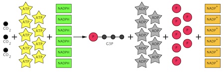 Analyzing How ATP & NADPH from Light Reactions Lead to Production of ...