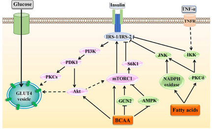 Interpreting a Model of Ligand-Receptor Interactions with or without ...