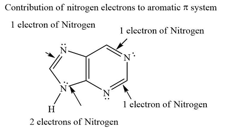How many electrons does each of the four nitrogen atoms in purine ...