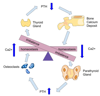 Developing Hypotheses About the Effects of Negative Feedback Mechanisms ...