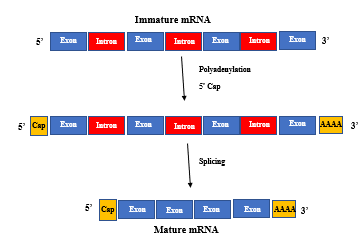 Analyzing a Model to Describe the Steps of Transcription Practice ...