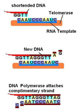 Analyzing Illustrations of DNA Replication Highlighting the Enzymes ...