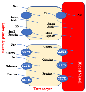 Comparing the Components & Requirements of Active & Passive Transport ...