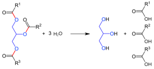 Analyzing Heterotrophs' Role in Capturing Energy through Metabolism ...