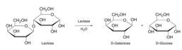 Analyzing Heterotrophs' Role in Capturing Energy through Metabolism ...