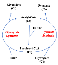 Analyzing How Organic Molecules Have Been Synthesized Practice ...