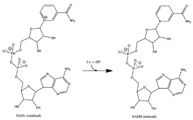 Interpreting a Figure of the Krebs Cycle & the Production of Electron ...