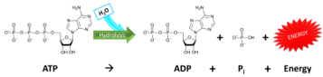 Analyzing a Metabolic Pathway to Identify Reaction Coupling Practice ...