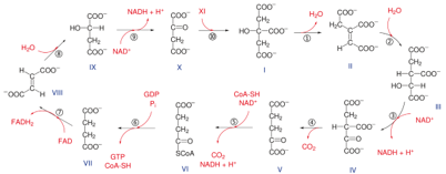 Interpreting a Figure of the Krebs Cycle & the Production of Electron ...