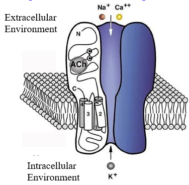 Analyzing the Interaction of Ligands & Ligand-gated Channels Practice ...