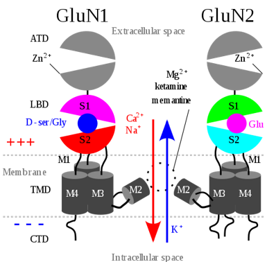 Analyzing the Interaction of Ligands & Ligand-gated Channels Practice ...