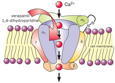 Analyzing the Interaction of Ligands & Ligand-gated Channels Practice ...