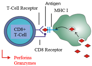 Analyzing the Role of Cell-cell Contact in the Immune Response Practice ...