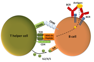 Analyzing the Role of Cell-cell Contact in the Immune Response Practice ...