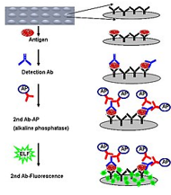 Analyzing the Role of Cell-cell Contact in the Immune Response Practice ...