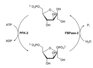 Analyzing Energy Transfer in ATP Hydrolysis Practice | Biology Practice ...