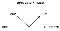 Analyzing Energy Transfer in ATP Hydrolysis Practice | Biology Practice ...