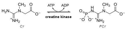 Analyzing Energy Transfer in ATP Hydrolysis Practice | Biology Practice ...