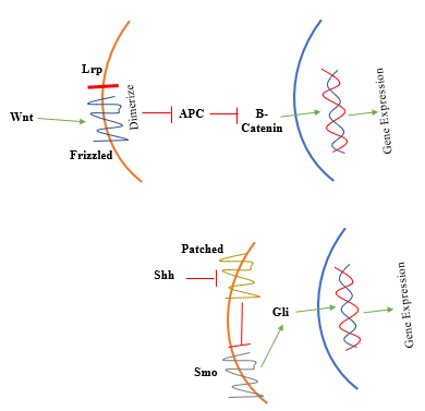 Interpreting a Figure of the Effects of Mutations on a Signal ...