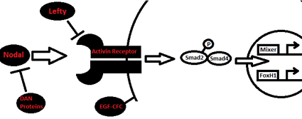 Interpreting a Figure of the Effects of Mutations on a Signal ...