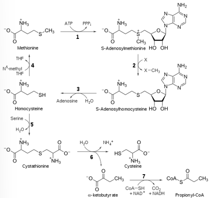 Analyzing a Metabolic Pathway to Identify Reaction Coupling Practice ...