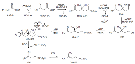 Analyzing a Metabolic Pathway to Identify Reaction Coupling Practice ...