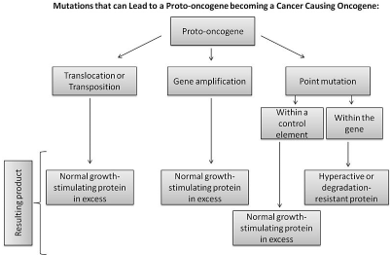 Evaluating the Effects of Mutations on Organisms Practice | Biology ...