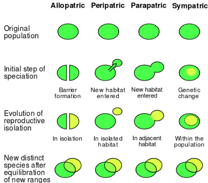 Analyzing How Genetic Variation within a Population Affects Speciation ...