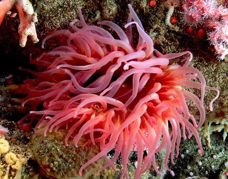 Cnidaria Definition, Respiratory System & Examples - Lesson | Study.com