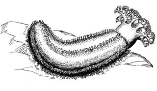 Radial Symmetry in Animals | Definition & Examples - Lesson | Study.com