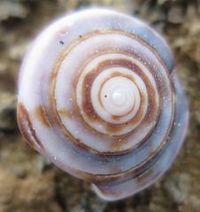 Phyllotaxis & Fibonacci Sequence | Facts, Patterns & Examples | Study.com