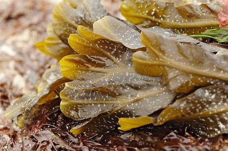 Harmful Protists Definition, Diseases & Examples - Lesson | Study.com