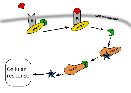 Peptide Hormones | Overview, Examples & Therapy - Lesson | Study.com
