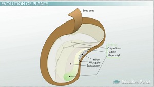 Evolution of Fungi & Plants | Overview & Similarities - Lesson | Study.com