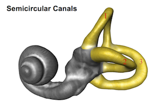 Semicircular Canals Orientation