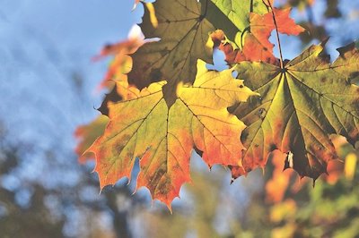 Senescence in Plants | Definition, Benefits & Hormones - Lesson | Study.com