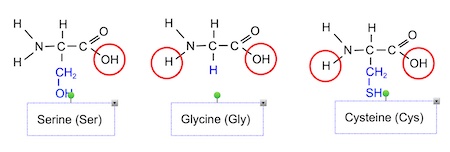 Combining Amino Acids into a Polypeptide Backbone Structure for ...