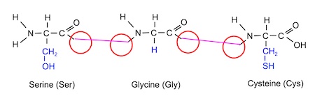 Combining Amino Acids into a Polypeptide Backbone Structure for ...