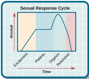 Sexual Response Cycle Overview Phases Stages By Master Johnson Sexual Response Cycle Overview Phases Stages By Master Johnson