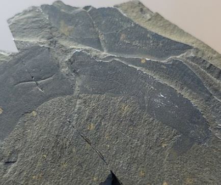 Sedimentary Rocks | Definition, Examples & Types - Lesson | Study.com