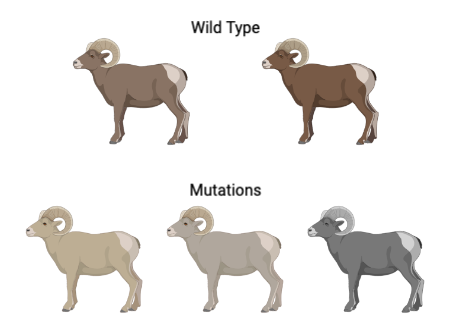 Comparing and Contrasting Induced & Spontaneous Mutations Practice ...