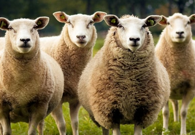 Genre of Animal Farm by George Orwell | Allegory, Fable & Satire ...