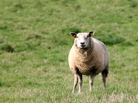 Flashcards - Plural Nouns List & Flashcards | Study.com