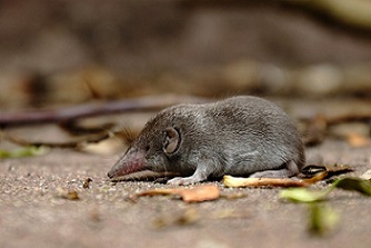 Pygmy Shrew Facts: Lesson for Kids | Study.com