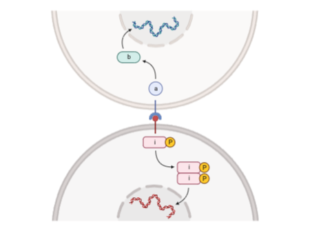 Comparing and Contrasting How Cells Communicate Practice | Biology ...