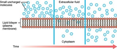 Interpreting Diagrams of Different Cell Transport Practice | Biology ...