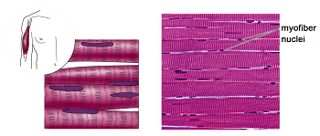 The Muscular System: Actions & Physiological Processes | Study.com
