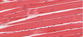 Flashcards - Muscle Tissue Flashcards | Study.com